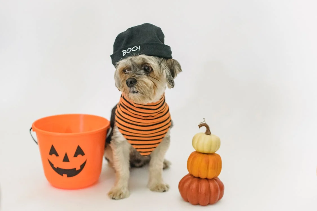 230 Halloween Dog Names That Are Both Exciting And Spooky